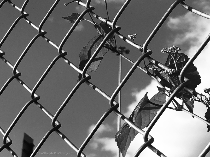 Up close with the black-and-white of things – TheStoryIstheThing