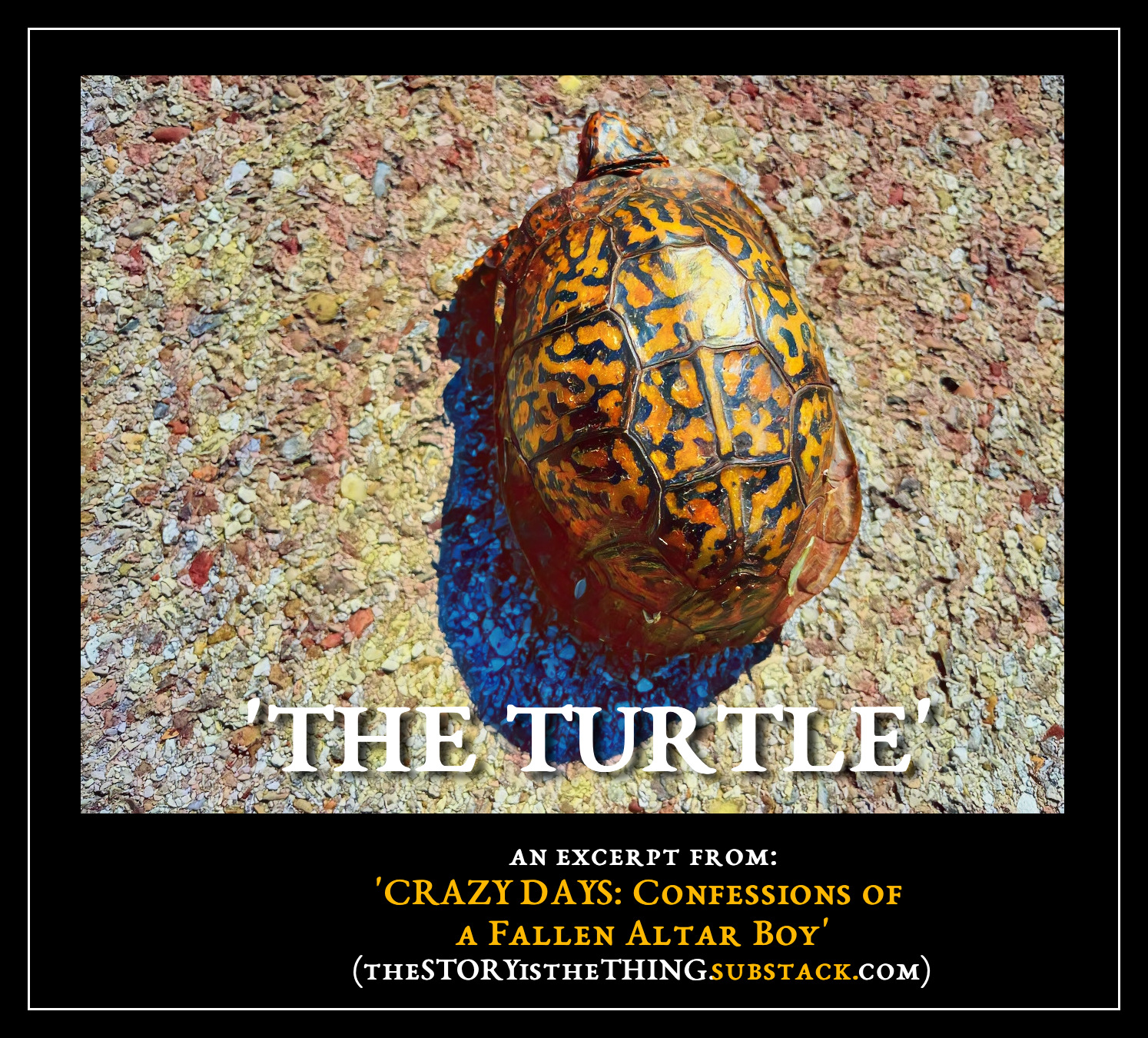 ‘CRAZY DAYS’: Hieroglyphic turtles considered as Nature’s telegram ...